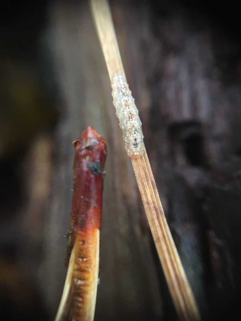 Common Flower Flies from Timber Hollow Ct, Chapel Hill, NC, US on ...
