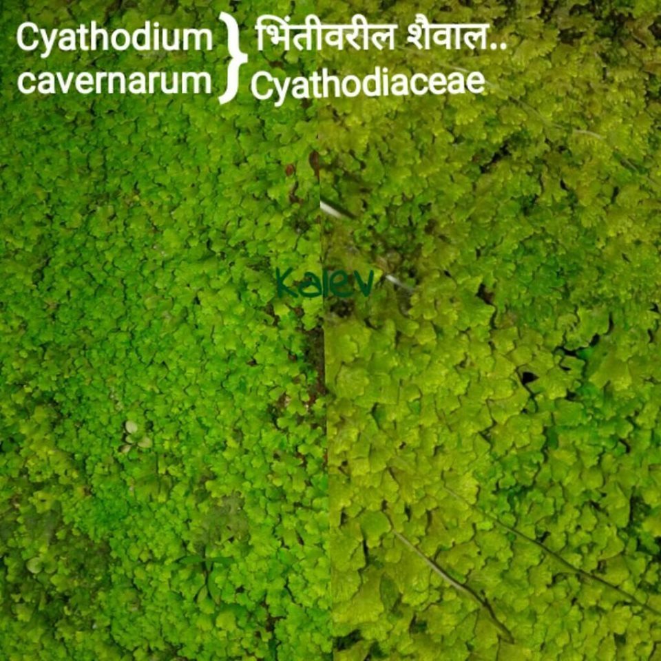Cyathodium cavernarum from Padel, Pural, Maharashtra, India on October ...