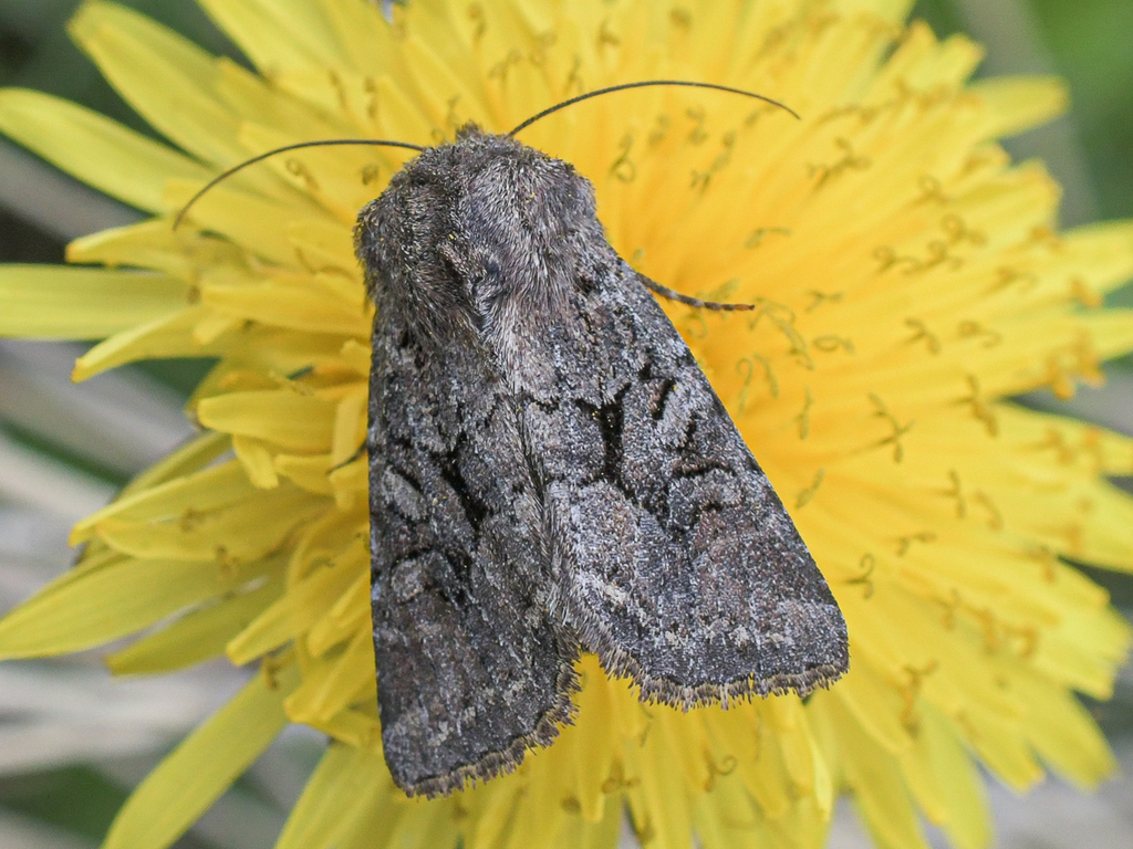 Orthosia segregata (Noctuid Moths of Montana, USA) · iNaturalist