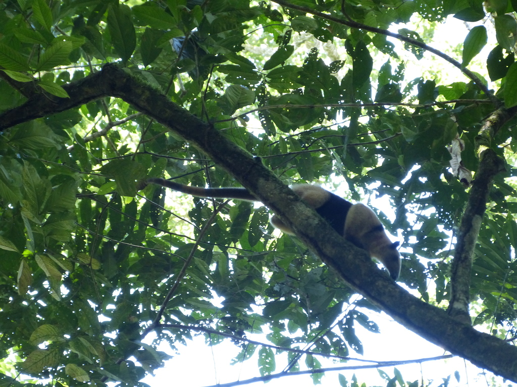 Northern Tamandua from Puntarenas Province, Costa Rica on September 10 ...