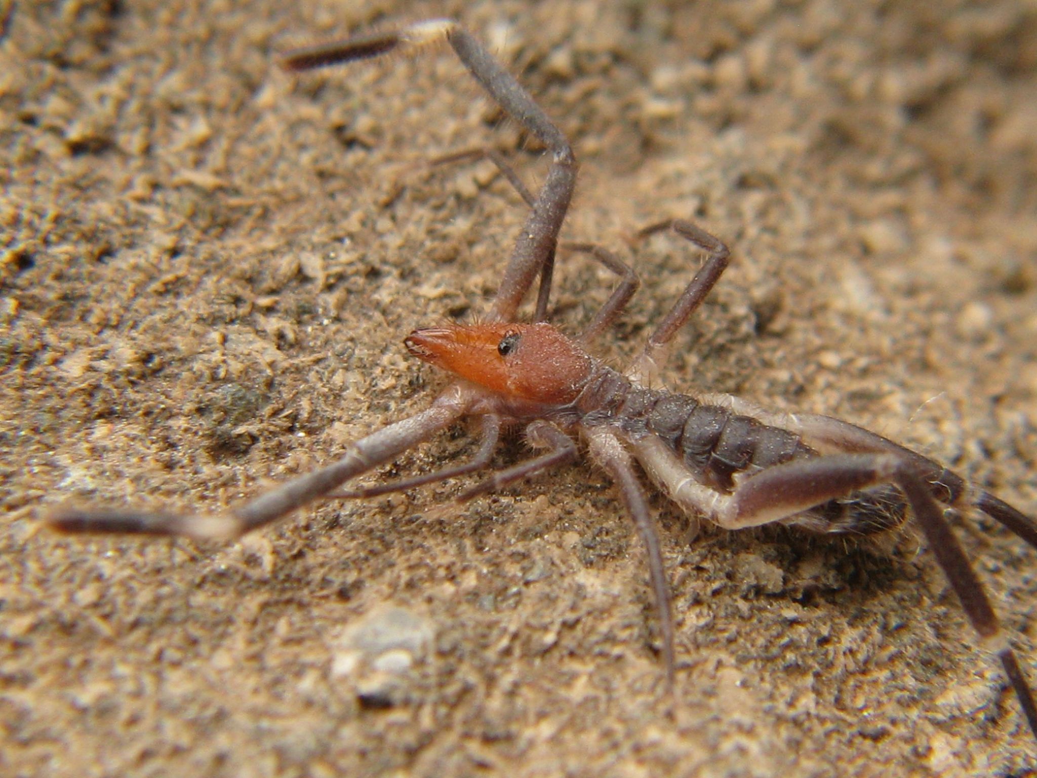 Neocleobis solitarius (Banks, 1902)