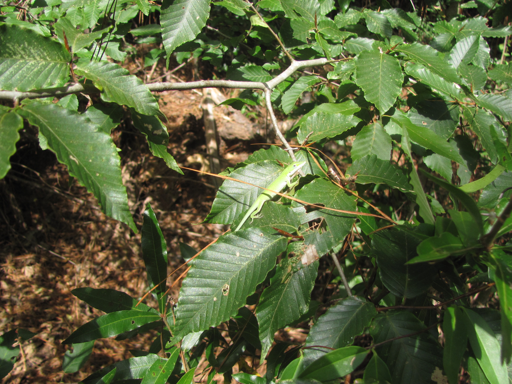 American beech from Big Thicket NP, Beech Woods Trail, Tyler Co., TX on ...