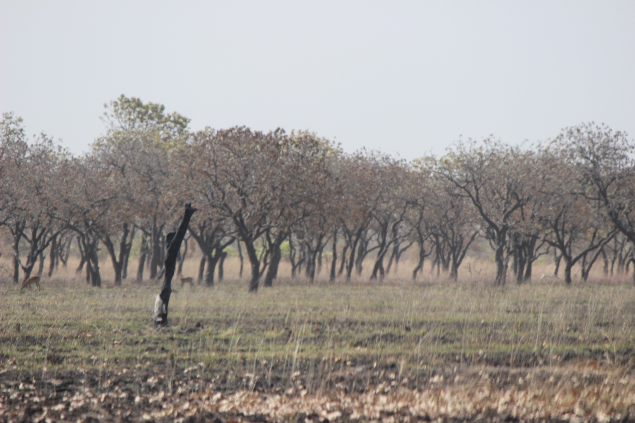 Terminalia macroptera Guill. & Perr.