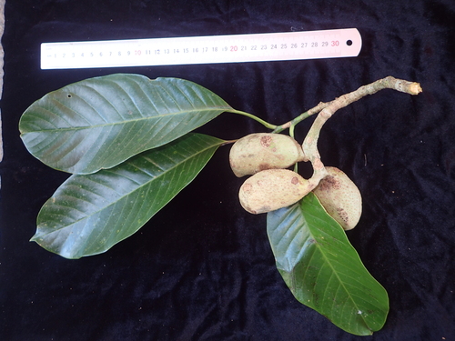 Magnolia citrata · iNaturalist Mexico