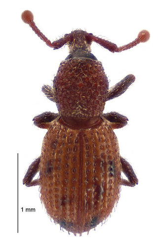 Genus Nestrius · iNaturalist