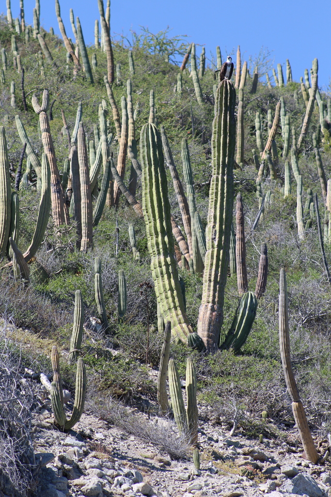Mexican Giant Cactus from Guaymas, MX-SO, MX on October 18, 2019 at 01: ...