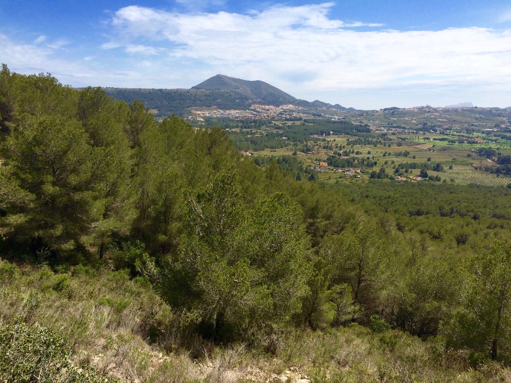 Aleppo pine (Pinus halepensis) - Botanical Realm