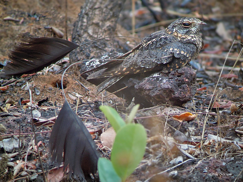 Standard-winged Nightjar (Caprimulgus longipennis) - Avian Discovery