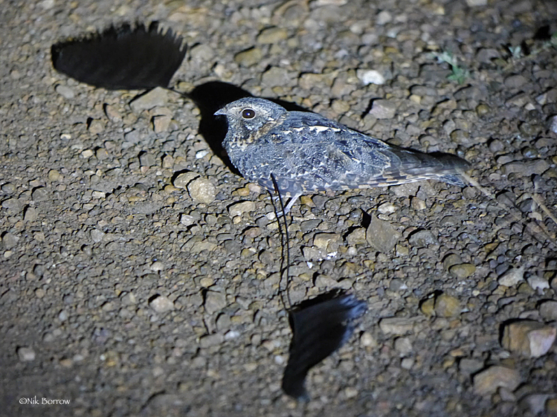 Standard-winged Nightjar (Caprimulgus longipennis) - Avian Discovery