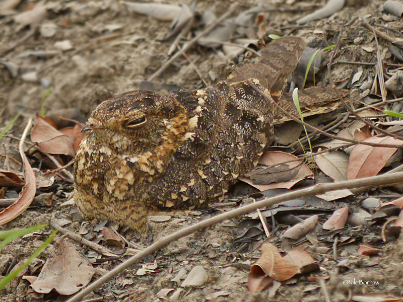 Standard-winged Nightjar (Caprimulgus longipennis) - Avian Discovery