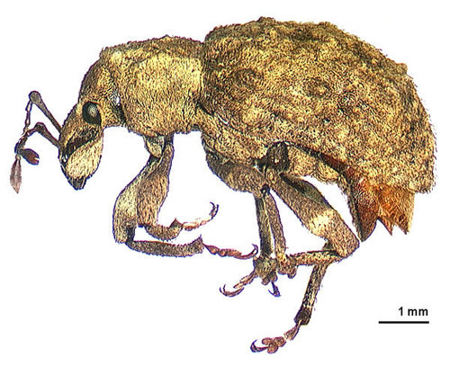 Genus Lyperobates · iNaturalist