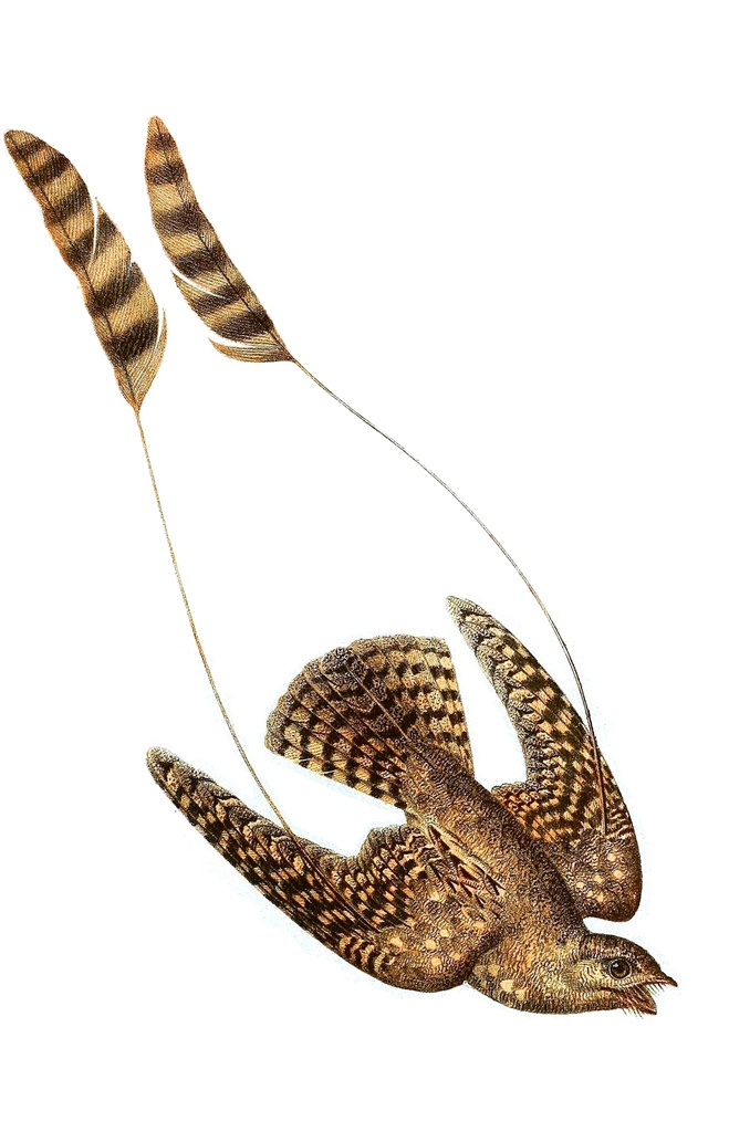 Standard-winged Nightjar (Caprimulgus longipennis) - Avian Discovery