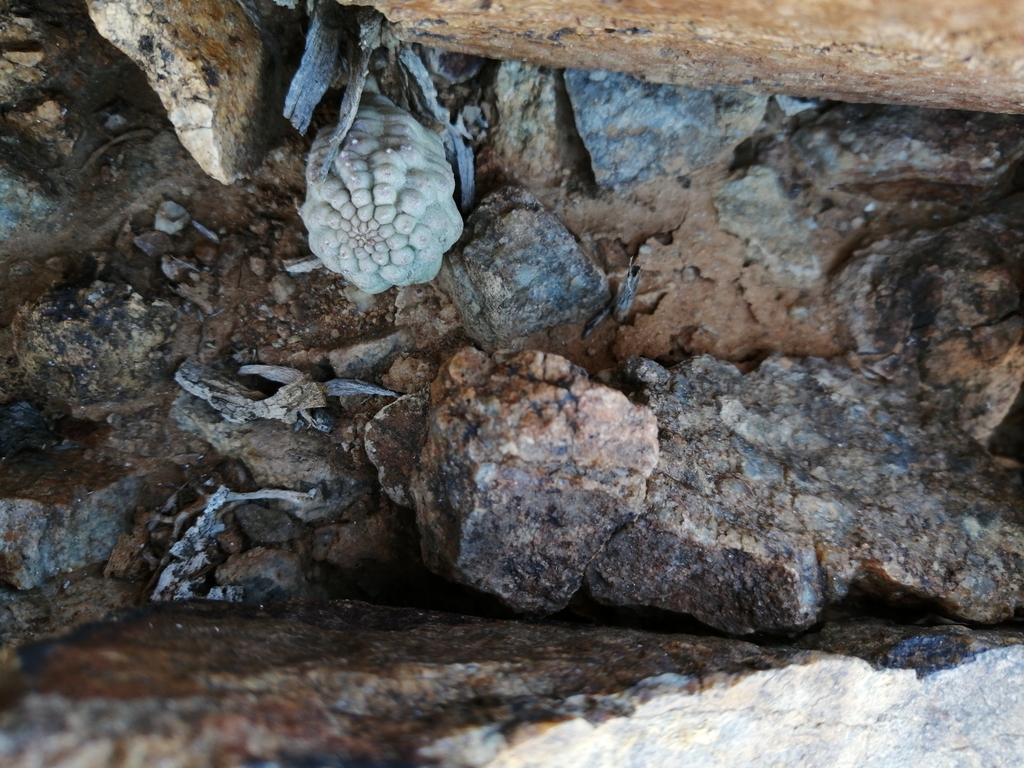Cactus Barrel Milkweed from Namakwa, ZA-NC, ZA on September 23, 2019 at ...