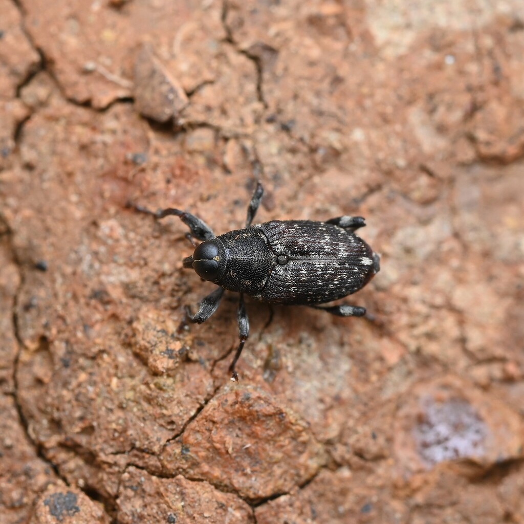 Conoderinae from Kunming, CN-YN, CN on June 1, 2025 at 07:00 PM by 鸹鸹 ...