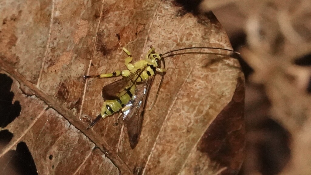 Xanthopimpla elegans from Nagla on July 31, 2025 at 09:17 AM by Dinesh ...