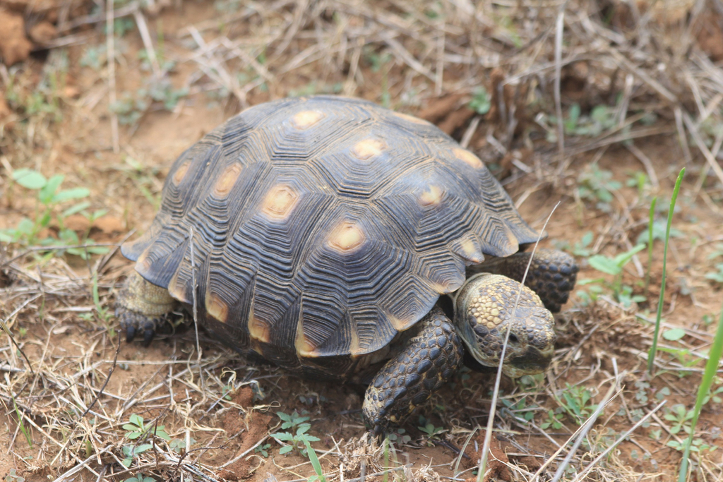 Texas Tortoise in October 2017 by noladoc · iNaturalist