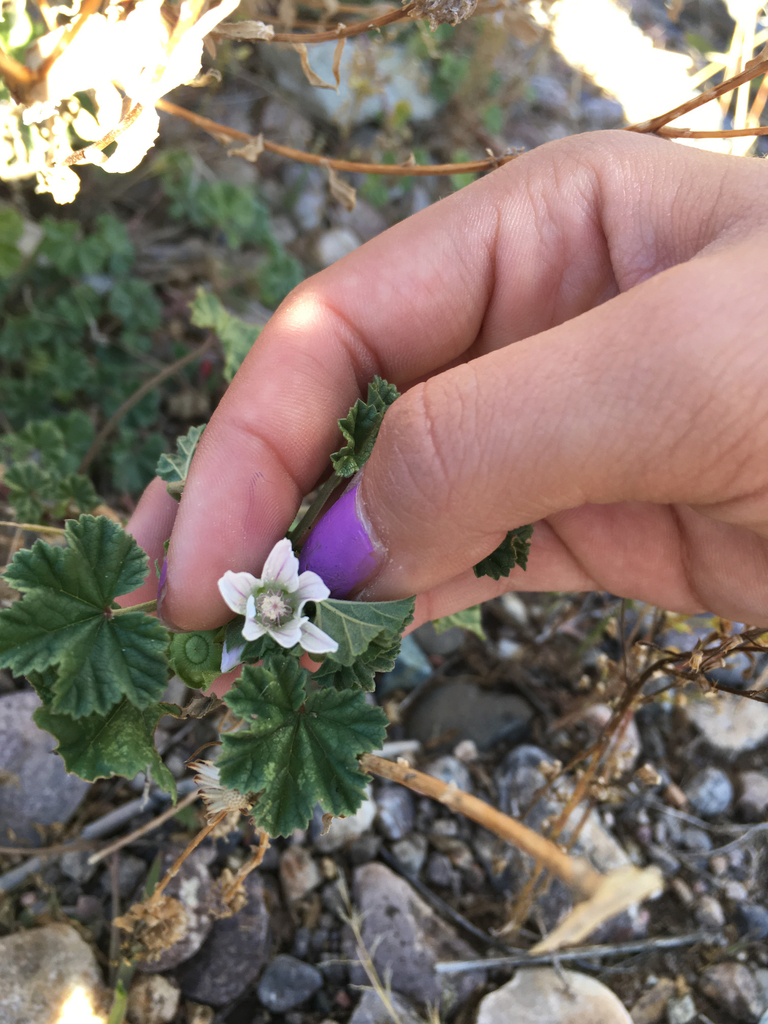 cheeseweed mallow from Santa Fe National Forest, Los Alamos, NM, US on ...