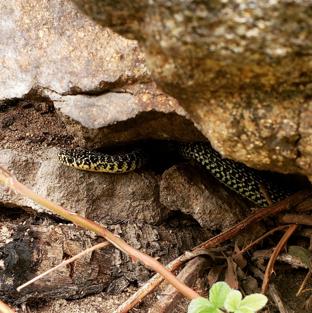 Green Whip Snake from Saint-Félicien on April 29, 2019 by natrixmaura ...
