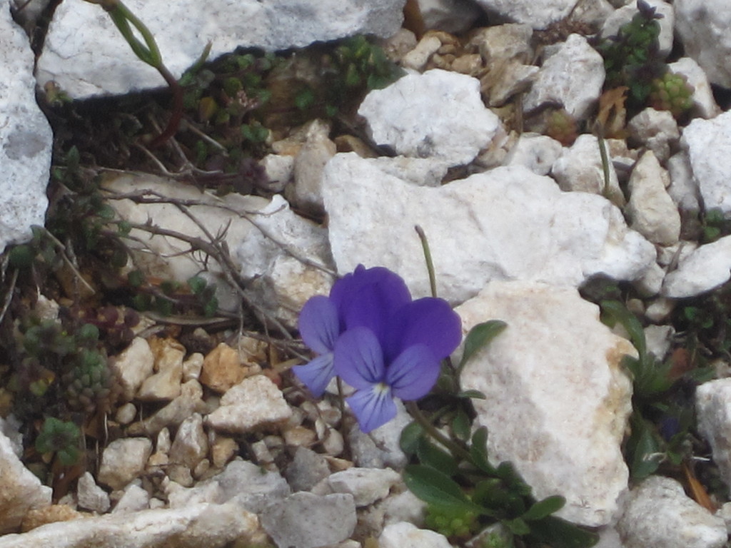 (Viola cephalonica) - Botanical Realm