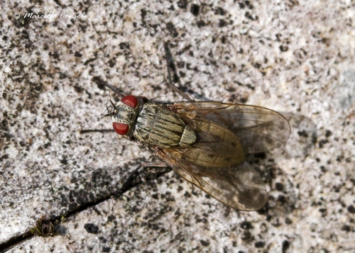 Helina reversio · iNaturalist Mexico