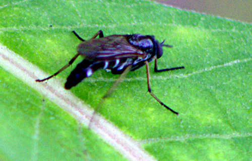 Mosca de estilete (Ozodiceromyia argentata)