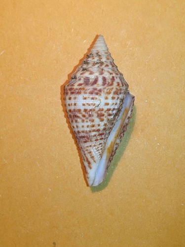 Conus praecellens · iNaturalist Ecuador