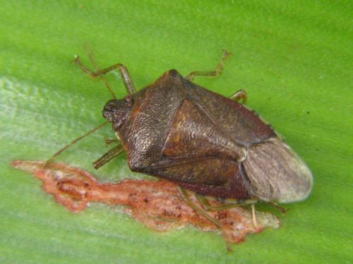 Podisus sordidus · iNaturalist