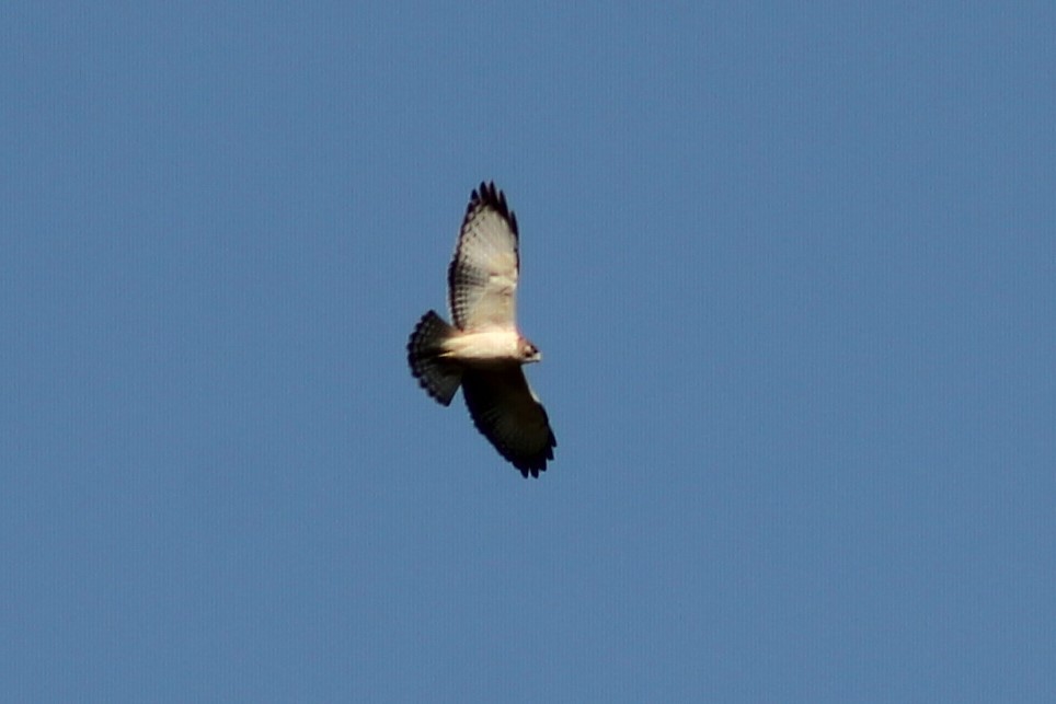 Short-tailed Hawk from Miacatlán, Mor., México on September 01, 2019 at ...