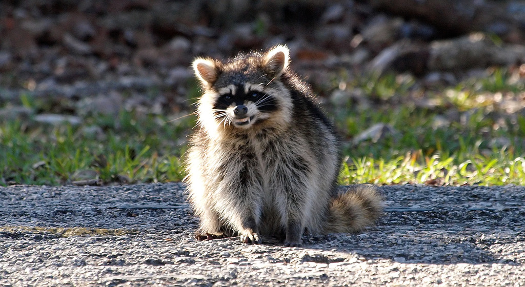 Common Raccoon from White Rock Lake, Dallas, TX, USA on January 04 ...