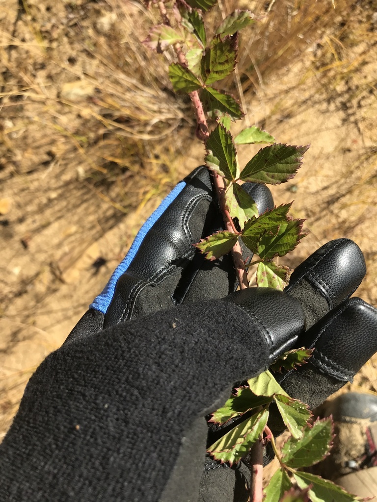brambles, roses, strawberries, and allies in October 2019 by Nick ...