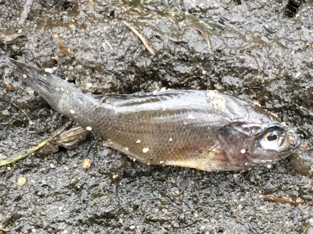 Common Sunfishes from Illinois Beach State Park, Zion, IL, US on ...