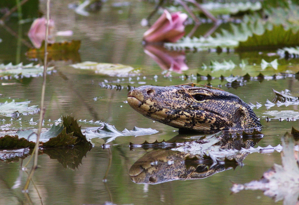 Southeast Asian Water Monitor from Song Phi Nong, Kaeng Krachan ...