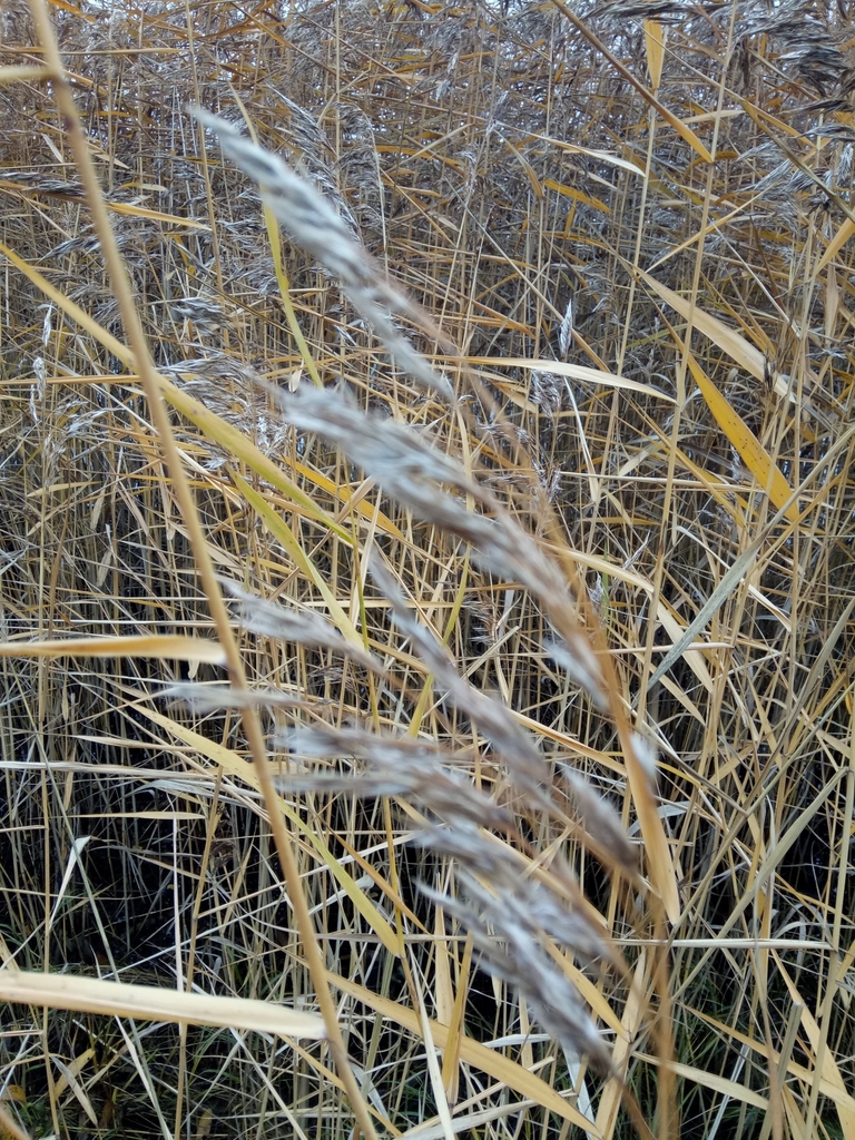 common reed from Solna, SE-ST, SE on October 21, 2019 at 10:34 AM by ...