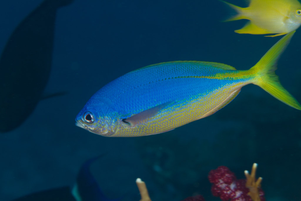 Blue-and-yellow Fusilier (Caesio teres) - Marine Life Identification