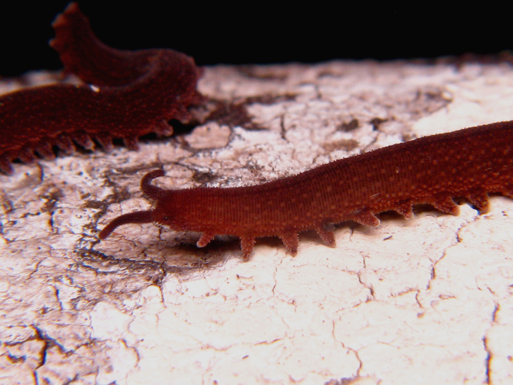 velvet worms from El Chato, Santa Cruz, Galápagos, Ecuador on February ...