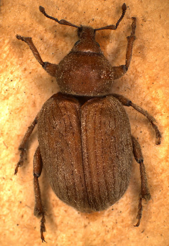 Genus Thotmus · iNaturalist