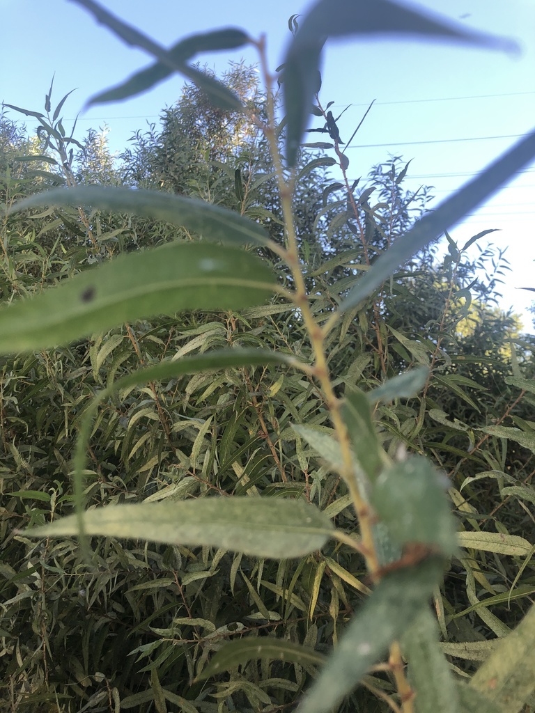 Goodding's willow from Denby Ave, Los Angeles, CA, US on October 21 ...