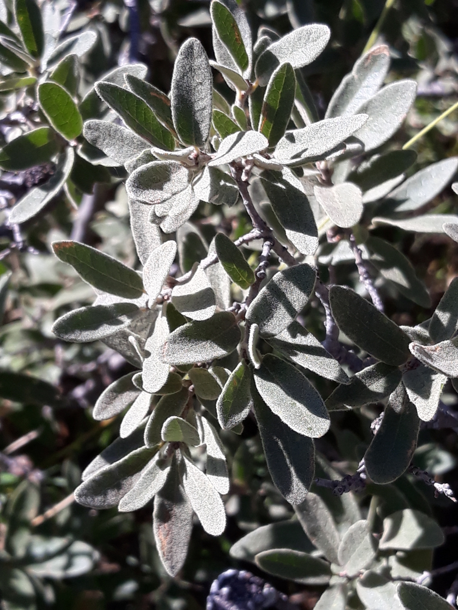 Quercus microphylla Née