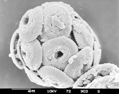 Coccoliths (Coccolithales)