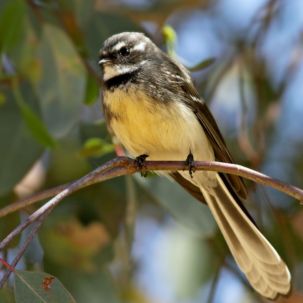 Gray Fantail (Western Australia - Birds) · iNaturalist