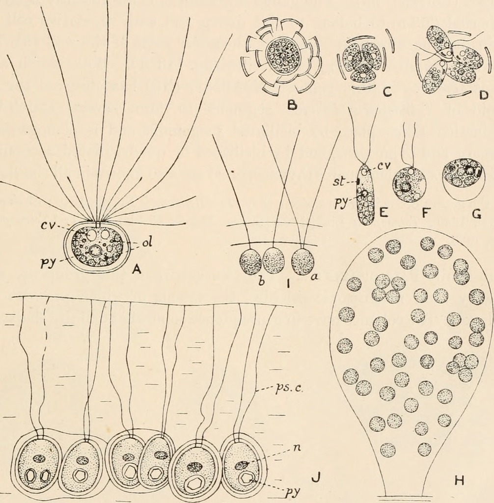 (Tetraspora gelatinosa) - Botanical Realm