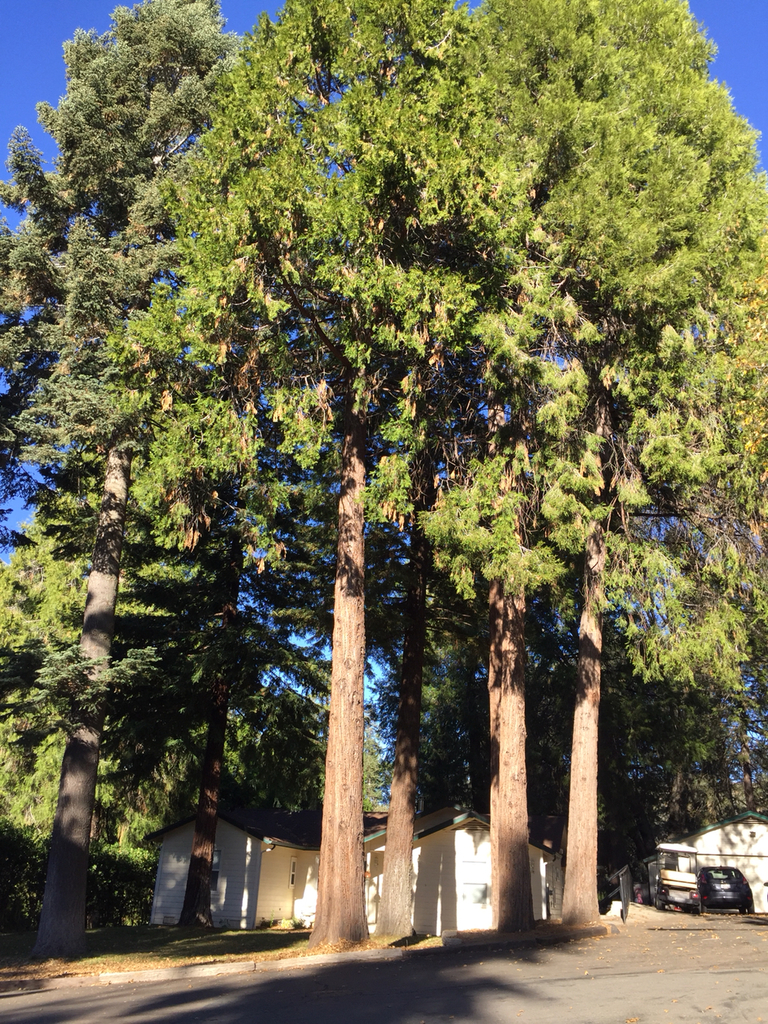 California incense-cedar from Cleveland National Forest, Pala, CA, US ...