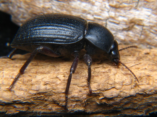 Genus Stomion · iNaturalist United Kingdom