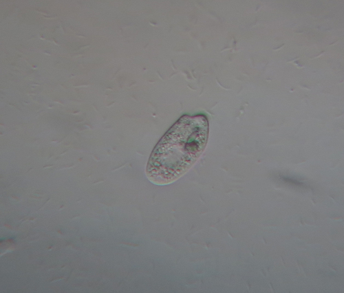 Genus Chilomonas · iNaturalist