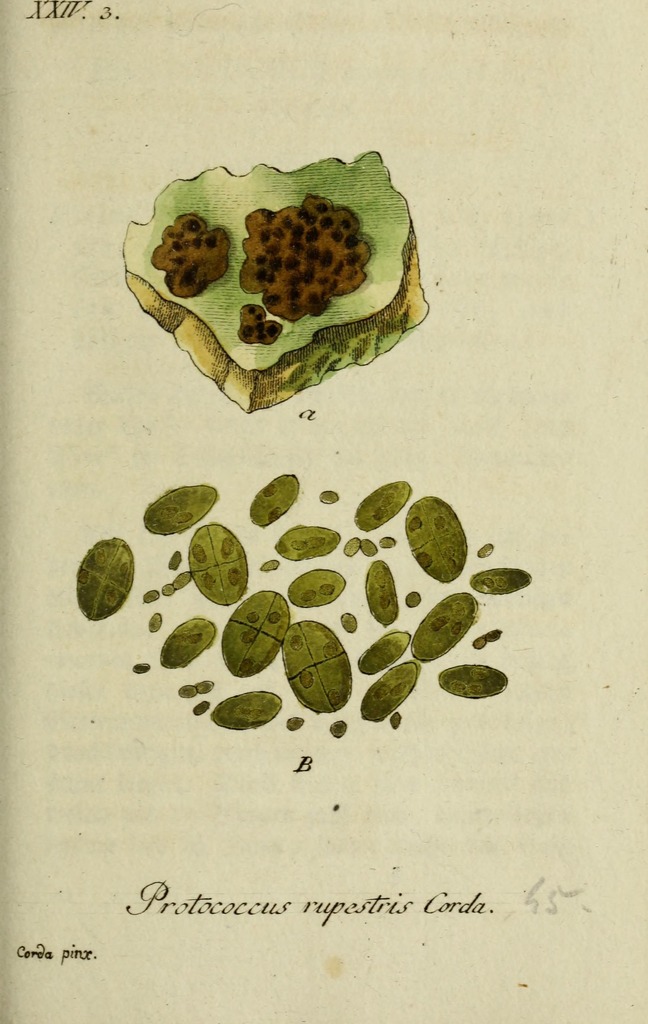 (Protococcus) - Botanical Realm