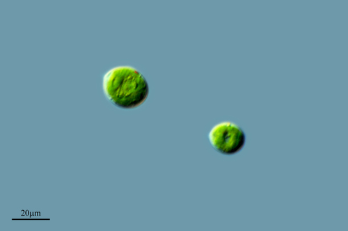 Genus Chloromonas · iNaturalist