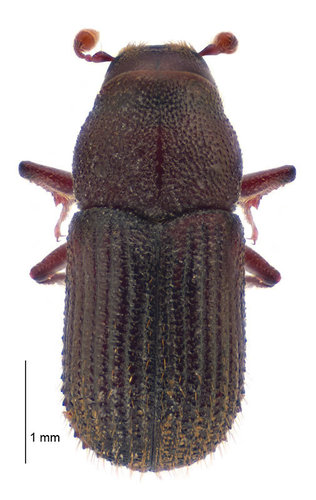 Pachycotes peregrinus · iNaturalist