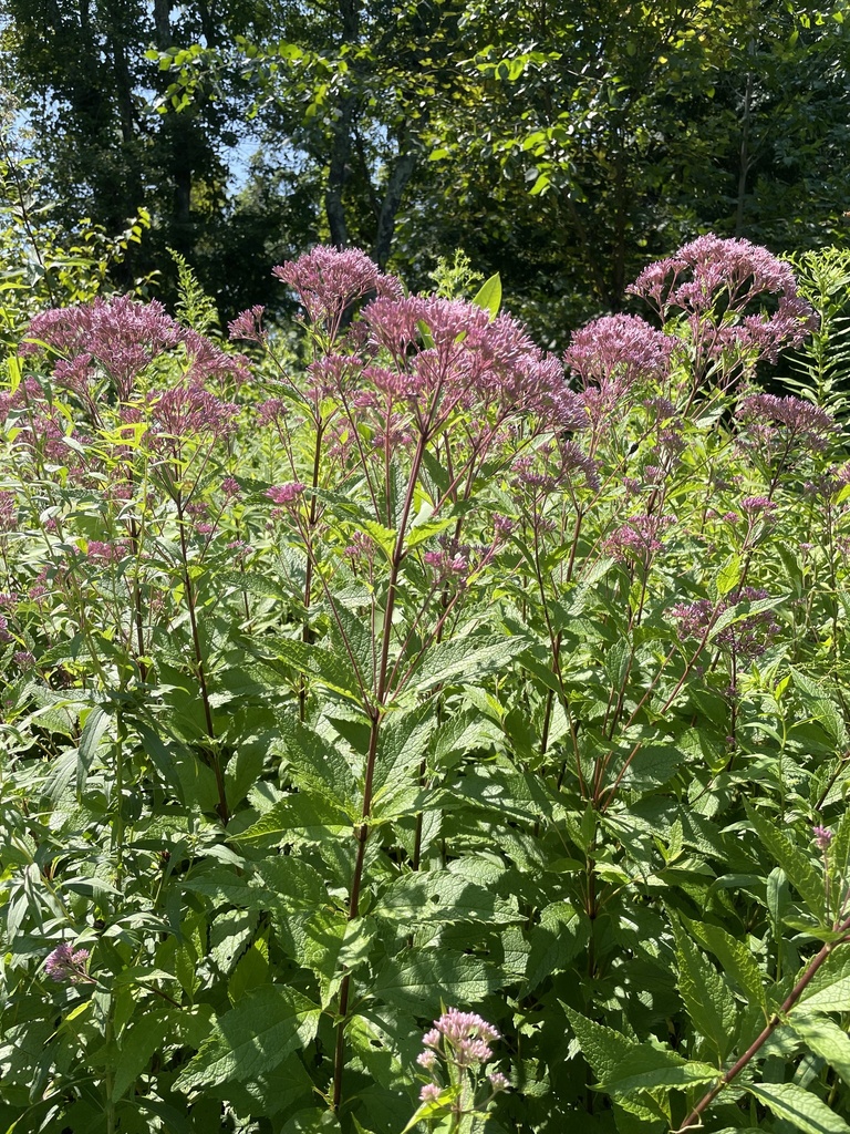 coastal plain Joe-Pye weed from Cohannet St, Taunton, MA, US on August ...