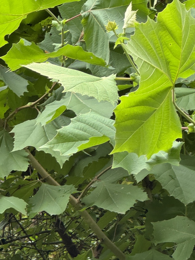 American sycamore from Thunderstruck Rd NE, Floyd, VA, US on August 2 ...