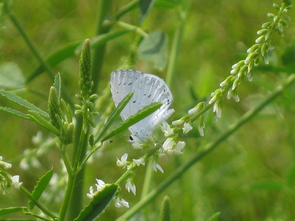 Summer Azure from Eagle, Wisconsin, United States on July 07, 2011 at ...